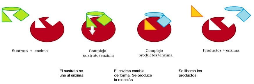 Estructura enzimática – Educación para la vida