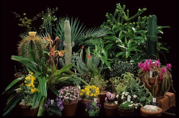 División de la botánica – Educación para la vida