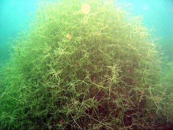 Carófitos – Educación para la vida