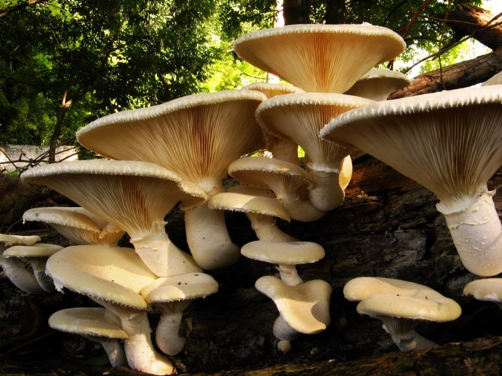 Características de los hongos – Educación para la vida