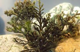 Feófitos – Educación para la vida