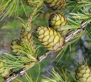 Pináceas – Educación para la vida