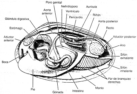 Moluscos – Educación para la vida