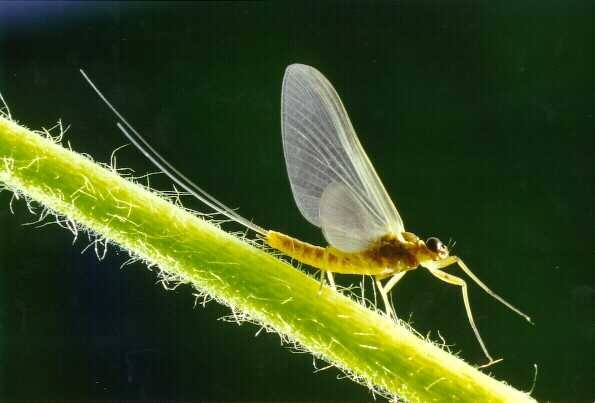 Insectos – Educación para la vida