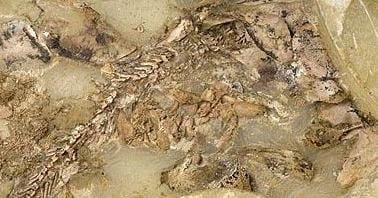 Peces fósiles – Educación para la vida