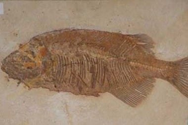 Peces fósiles – Educación para la vida