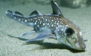 Holocéfalos – Educación para la vida