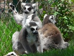 Primates – Educación para la vida