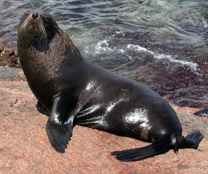 Pinnípedos – Educación para la vida