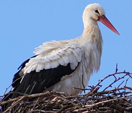 Ciconiformes – Educación para la vida
