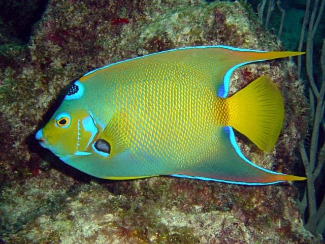 Plagióstomos – Educación para la vida